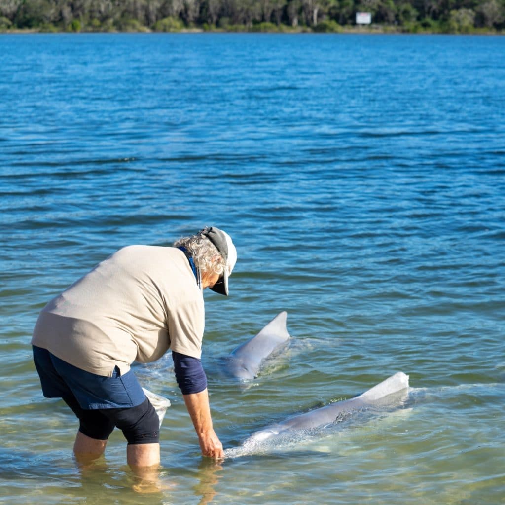The best dolphin experiences in south-east Queensland