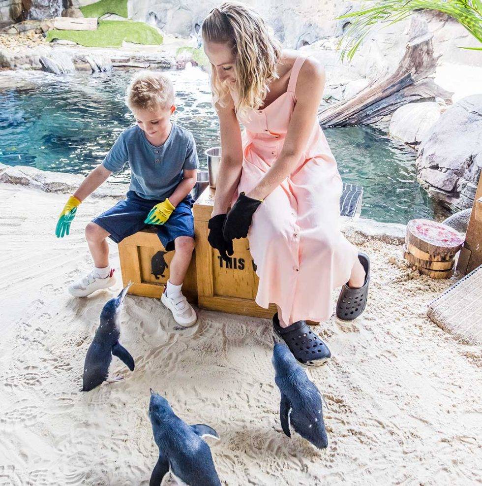 Dive into a world of learning at SEA LIFE Sunshine Coast