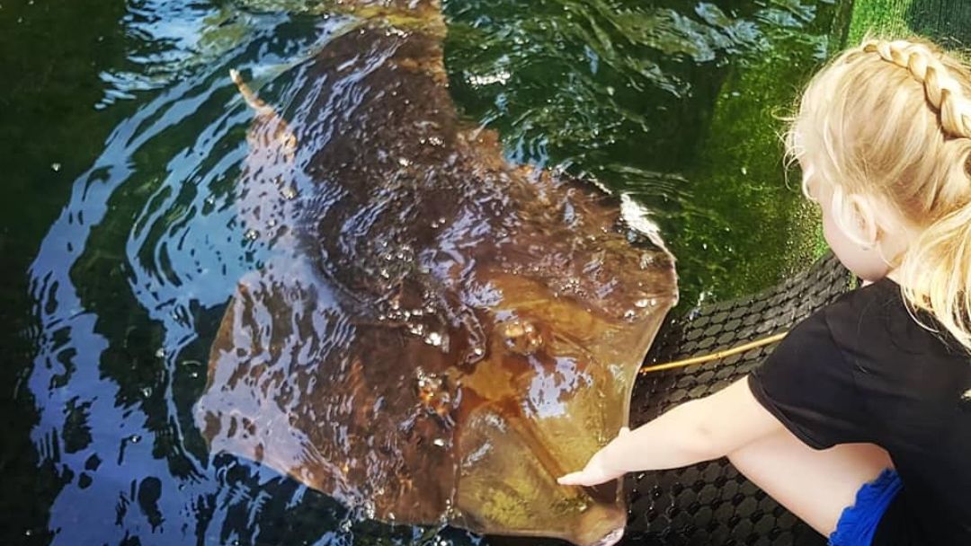 Shark & Ray Gardens | Kids in Brisbane, Gold Coast, Sunshine Coast | KOTC